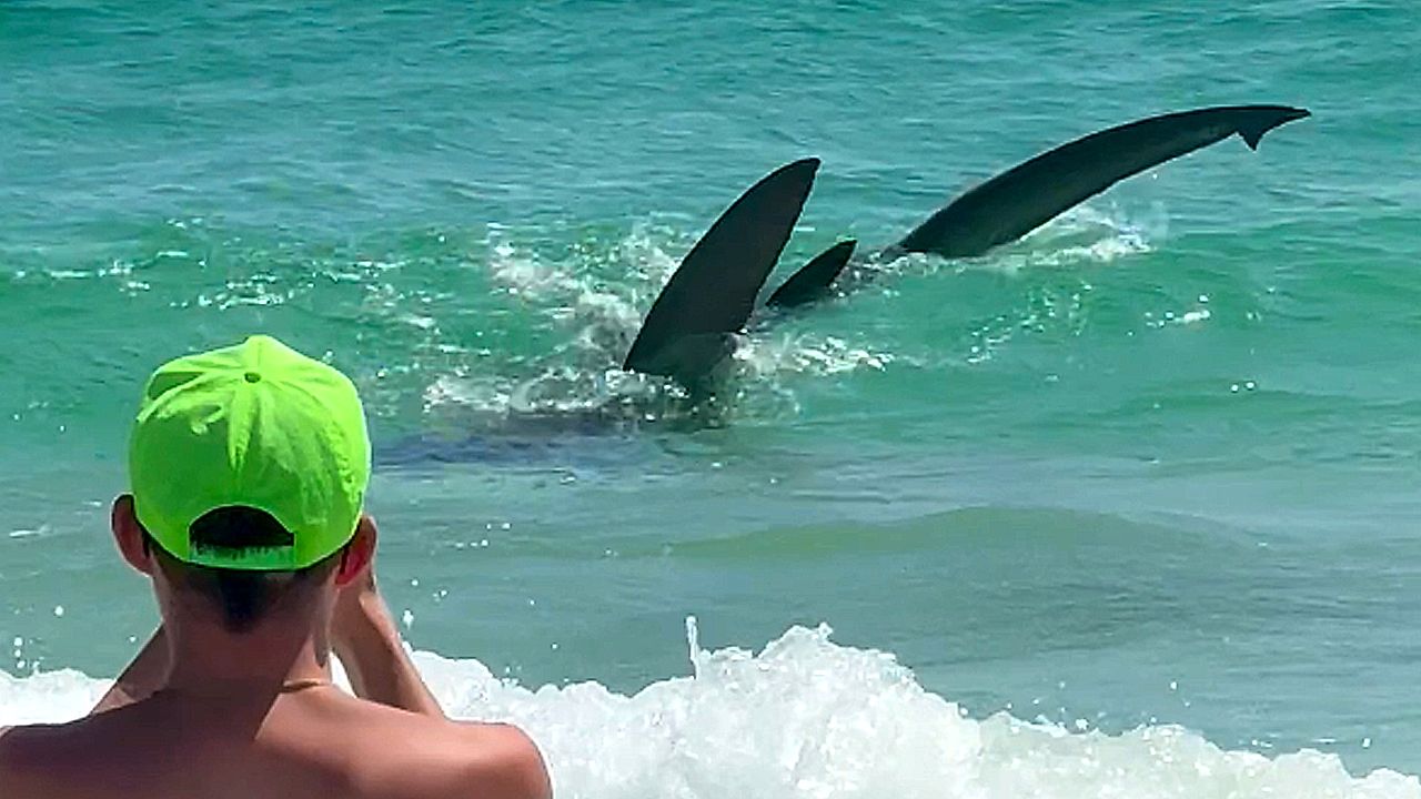 Massive shark visits beach in Florida