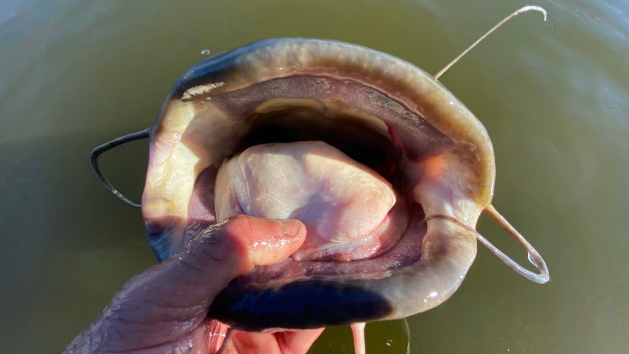 Big ones go crazy at massive river spillway catch
