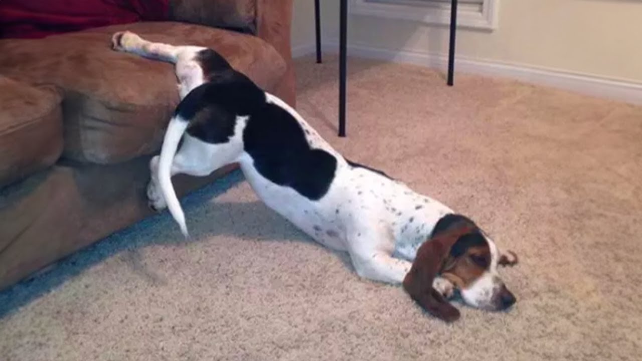 These silly dogs will have anyone laughing nonstop