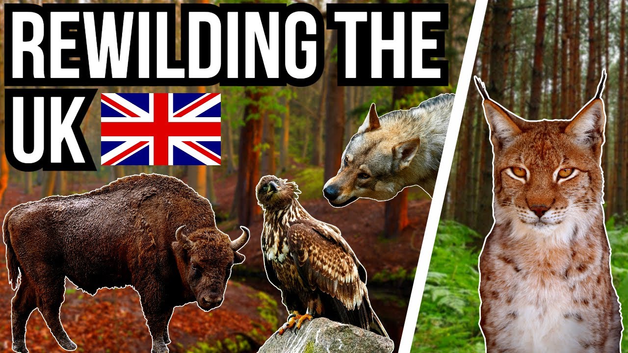 5 Extinct Animals That Could Roam the UK Again