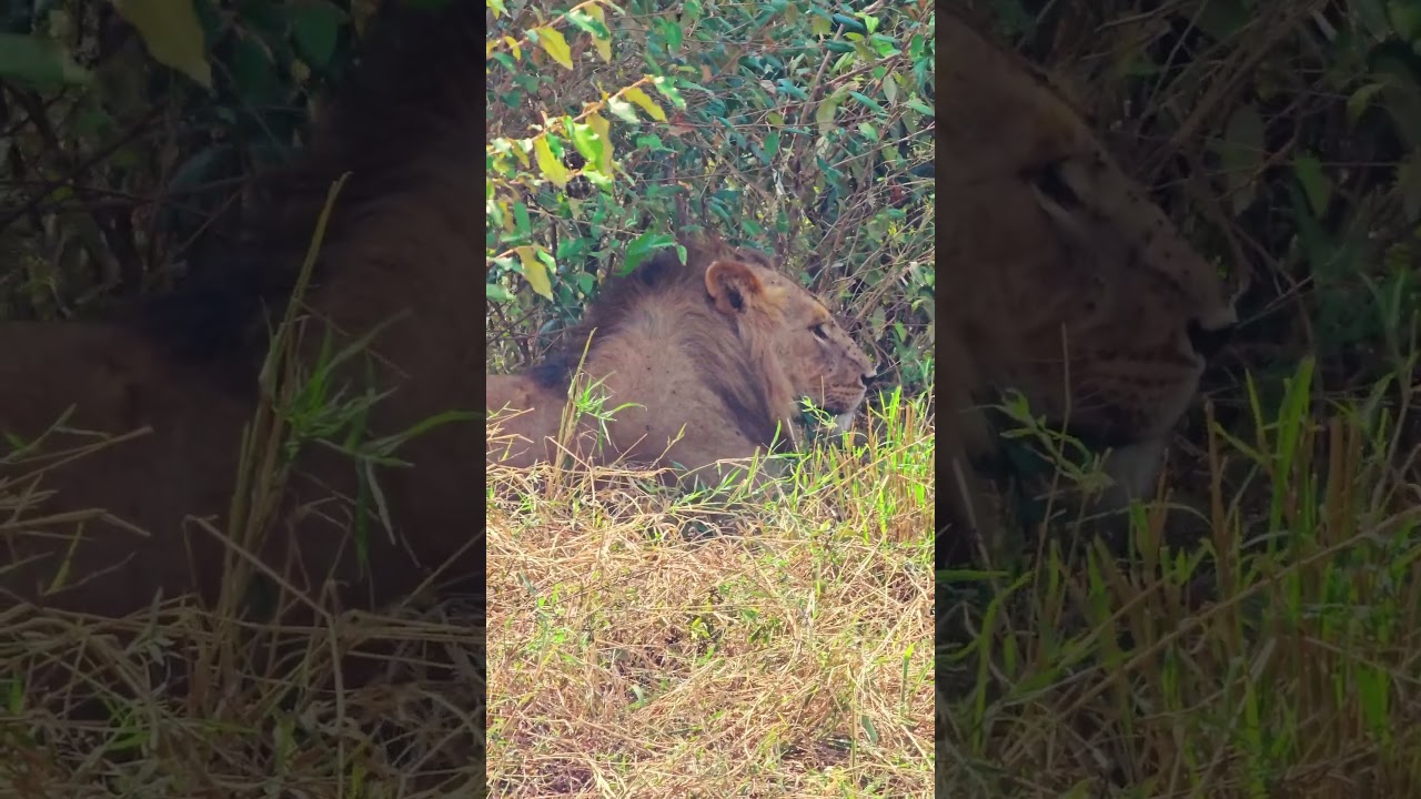 Lion hides in bushes, ready for stealthy Mara ambush