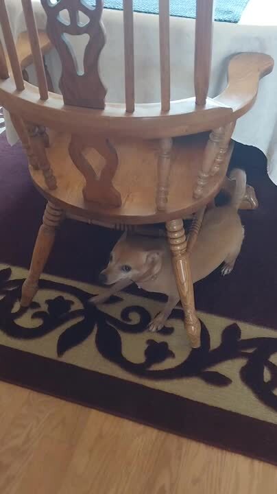 Dog Rubs Himself Against Chair Spindle to Scratch His Back