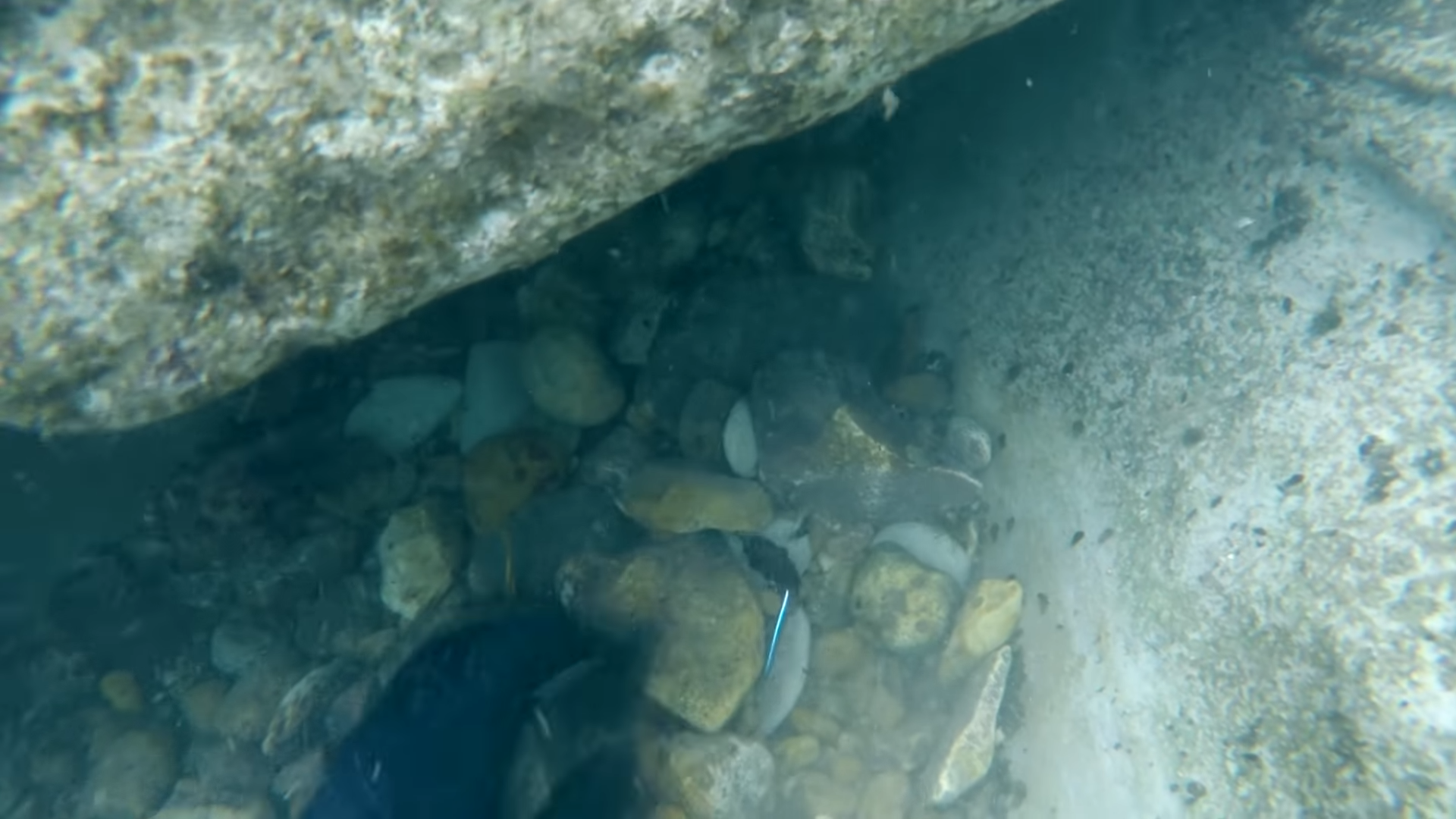 I Found a Giant Leg Bone While Diving