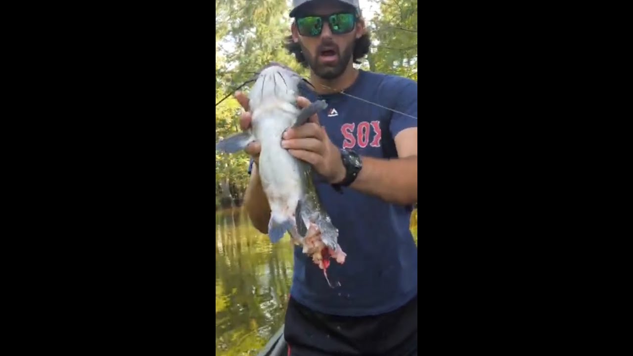 Catfish Found in Shocking Condition in the River