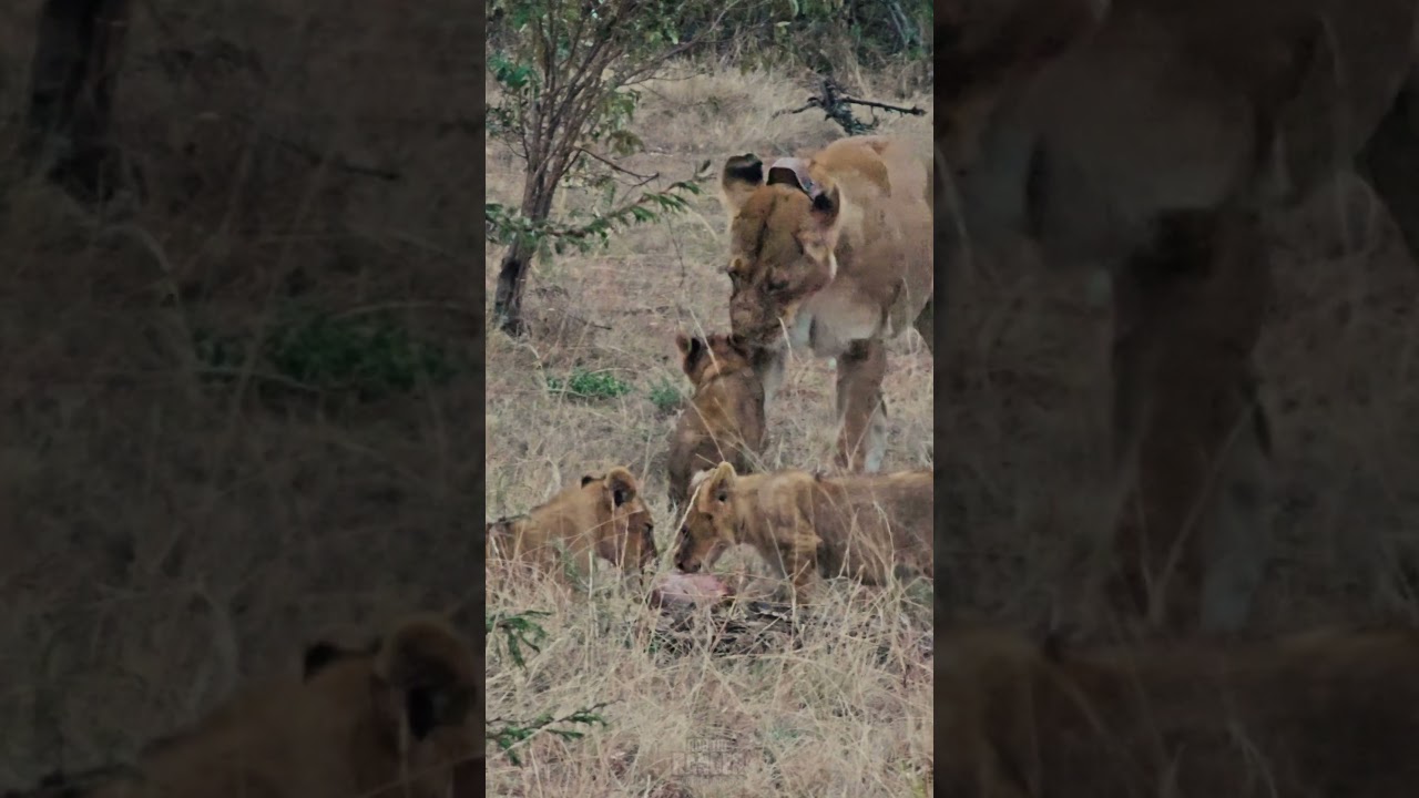 Lion Family Finishes Off Their Feast in Silence