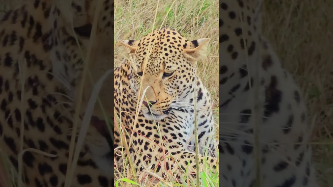 Up Close With a Magnificent Male Leopard