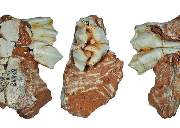 Scientists date 300,000-year reindeer tooth, resetting Iberia’s Ice Age ...
