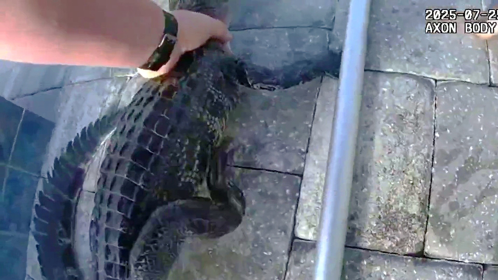 Deputy Becomes Wrangler After Gator Takes a Dip in Florida Pool
