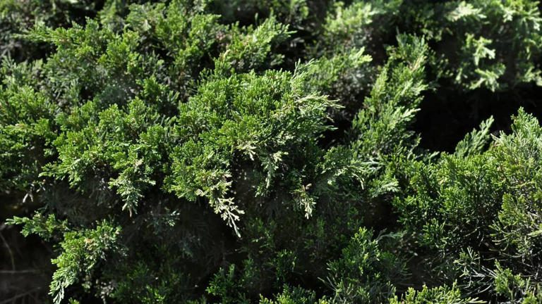 Tired of pulling weeds? Grow these 7 ground cover plants to naturally ...