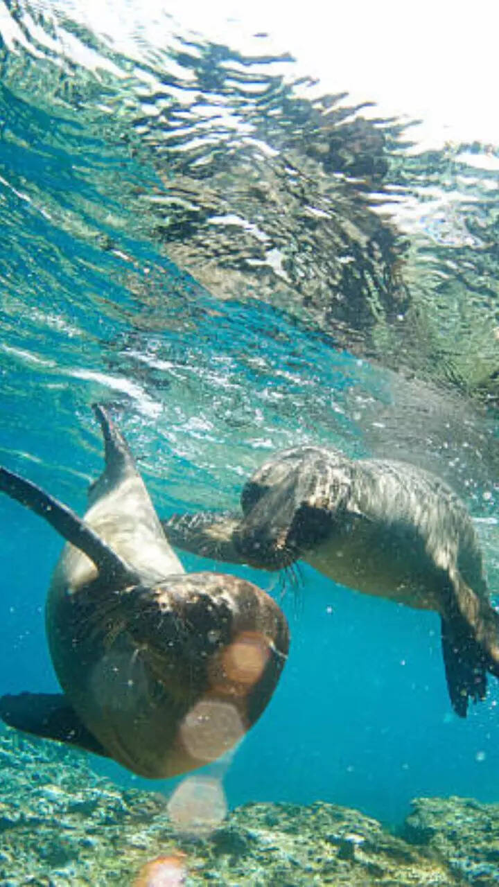 10 aquatic animals that can survive on land as well