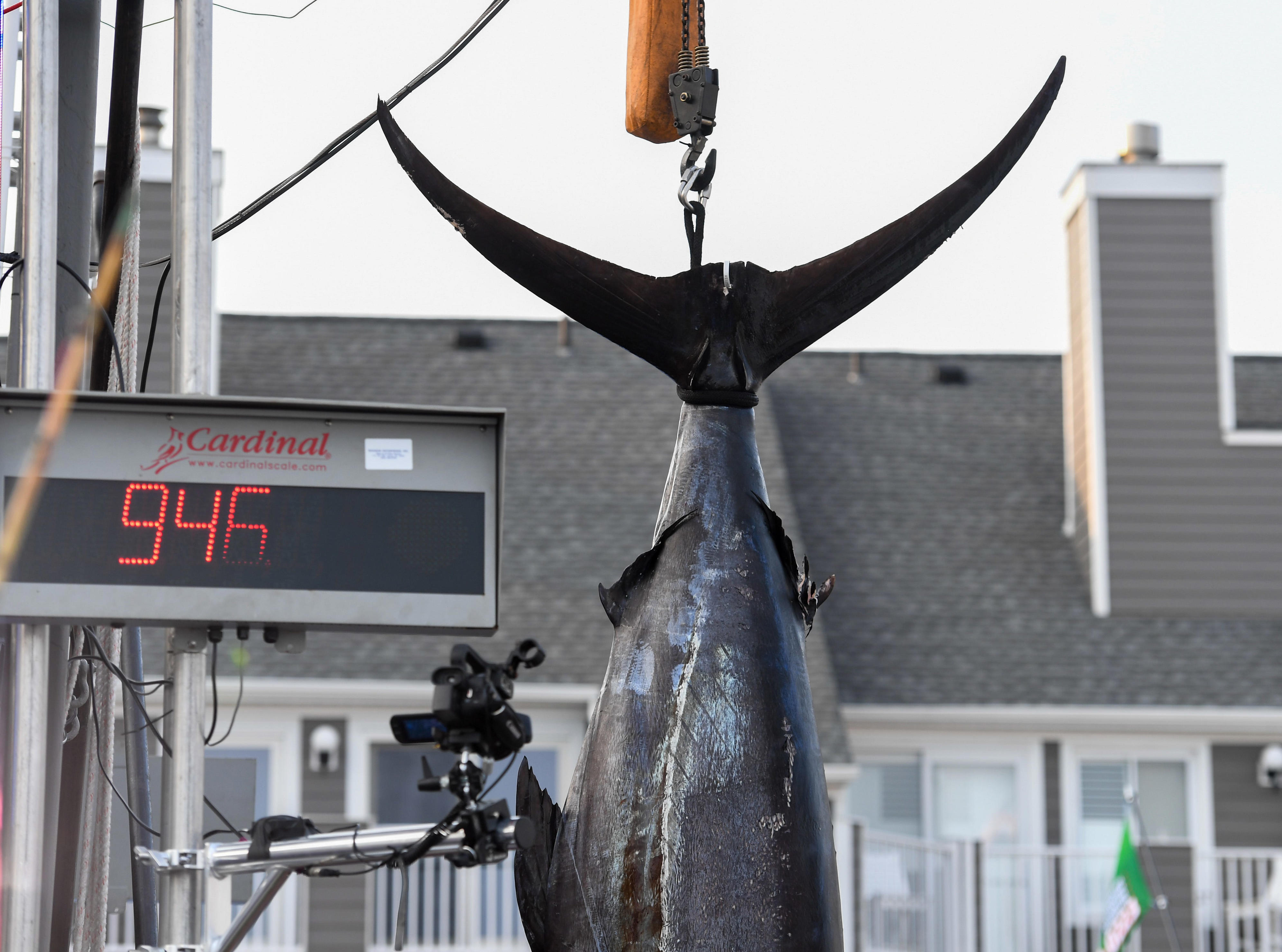 White Marlin Open Day 3 livestream: Watch all the epic action unfold ...