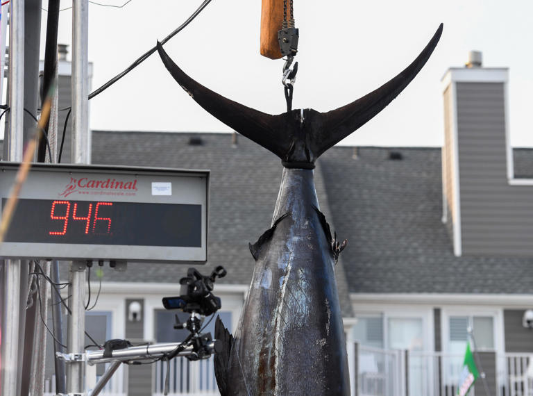 White Marlin Open: Live updates from Day 3 of the world's largest ...