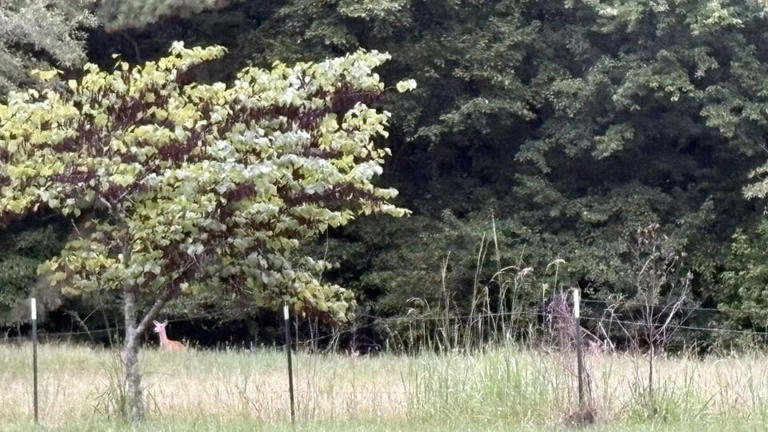 Optical Illusion: You are a certified sniper if you can find all 3 ...