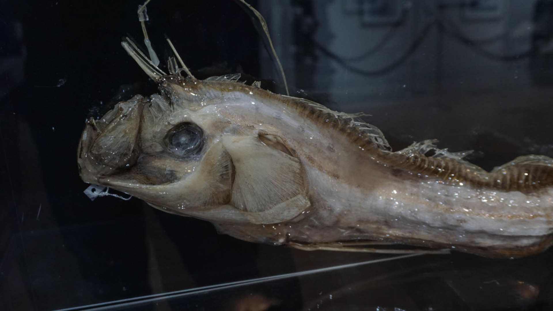 Legend says a fish sees disaster, now science is on it