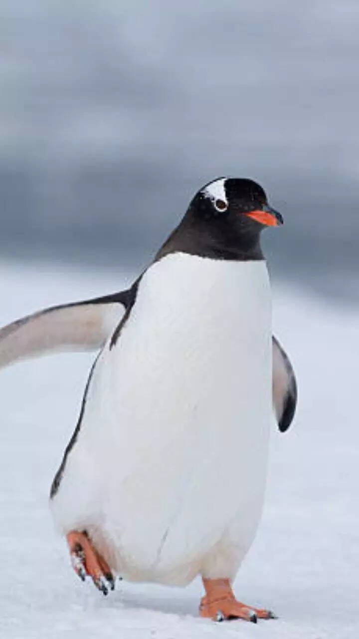 10 aquatic animals that can survive on land as well