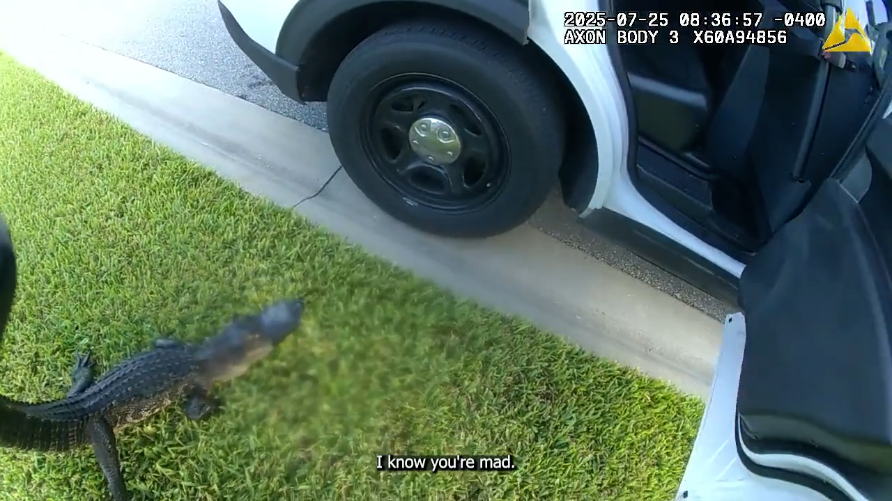 RAW VIDEO: Florida police officer wrangles alligator with his bare hands