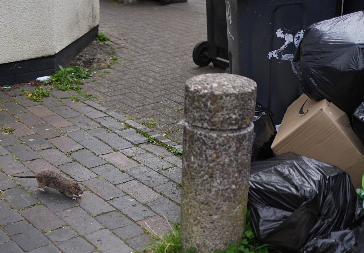 How rat-infested is your borough? The areas with the most rodent ...