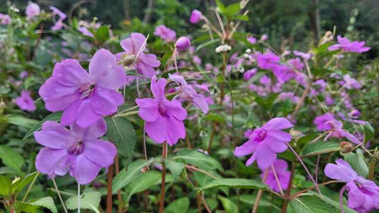16 Best Fast-Growing Purple Plants For A Beautiful Shade Garden In No Time