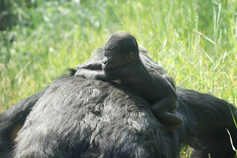 It’s a boy! Cheyenne Mountain Zoo gorilla gender reveal