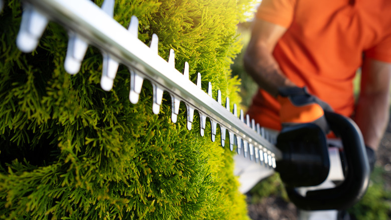 5 Of The Best Hedge Trimmers You Can Buy In 2025
