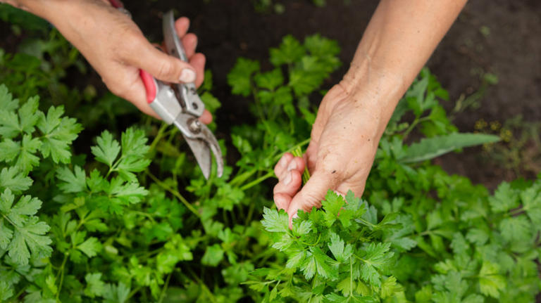 9 Herbs That Need Pruning To Thrive (And The Best Times To Do It)