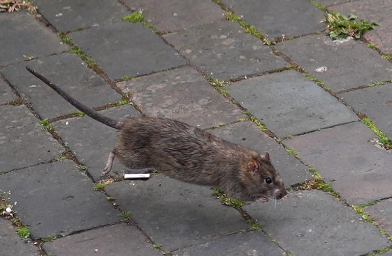 Mapped: Worst areas for rat infestations in the UK as over half a ...