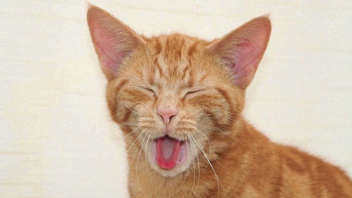 8 curiosities that make orange cats so unique
