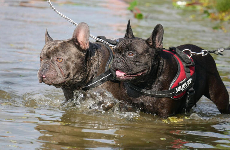 Short-nosed dogs' behavior linked to head shape, size, and owner habits