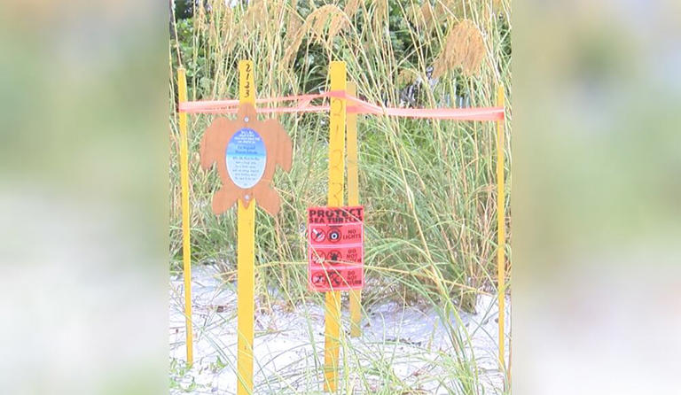 AMI Turtle Watch urges caution during hatchling season