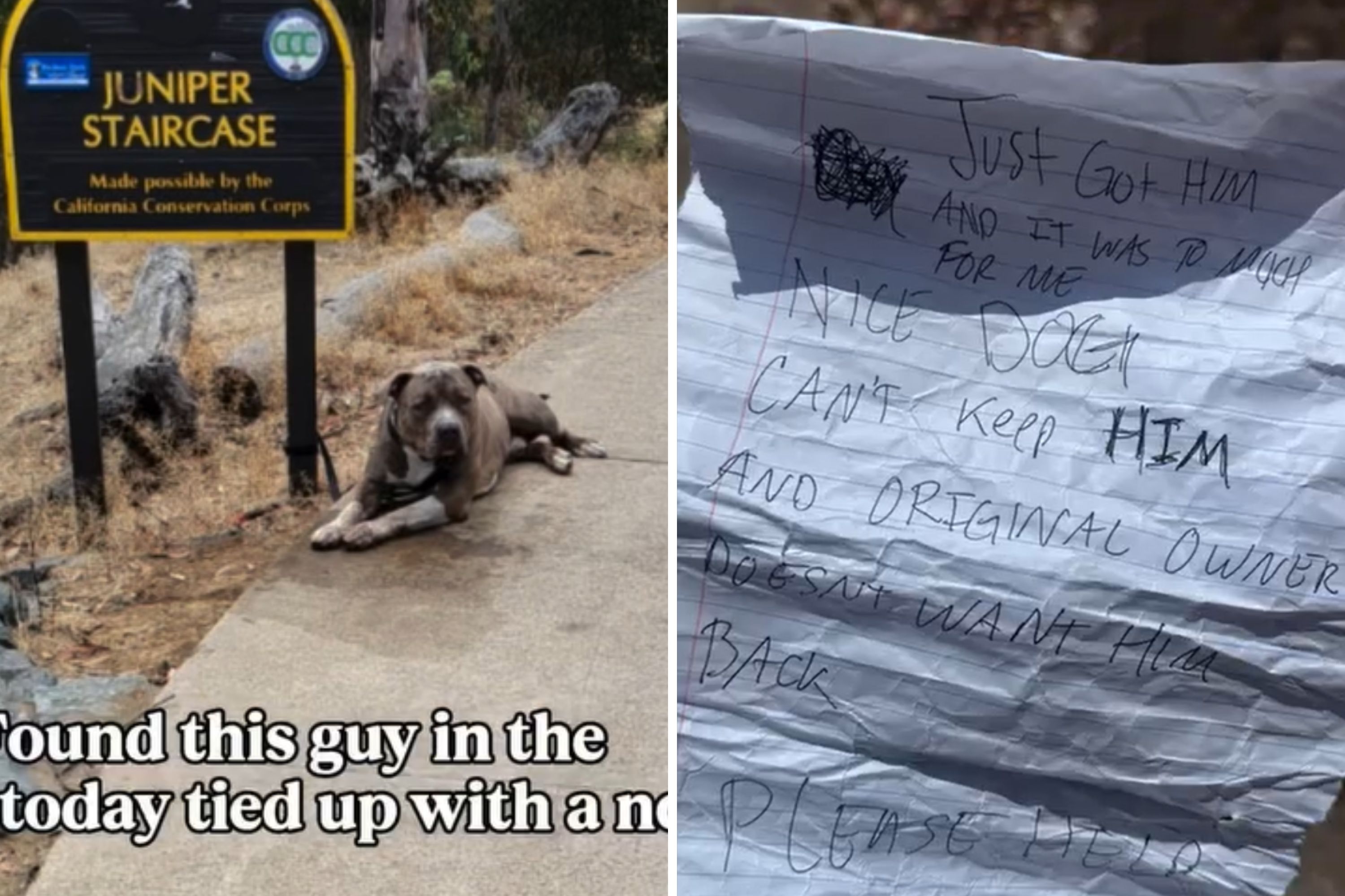 Abandoned dog found tied up with heartbreaking note: "don't want him back"