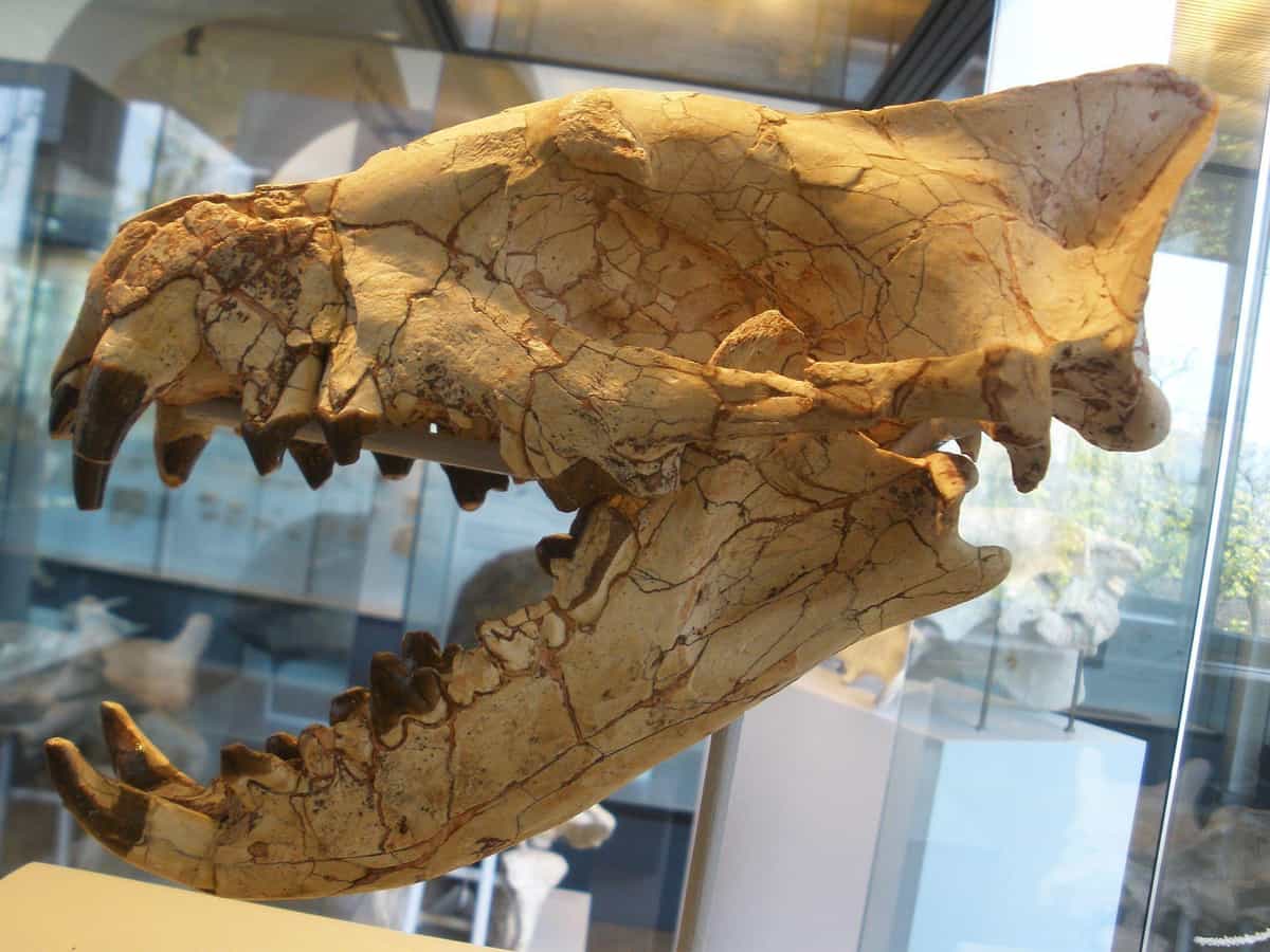 The Largest Carnivore Ever