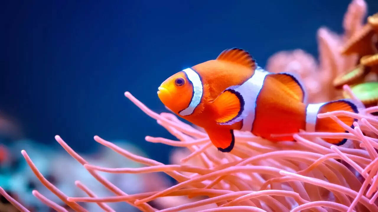6 Bright and Bizarre Sea Creatures That Actually Exist