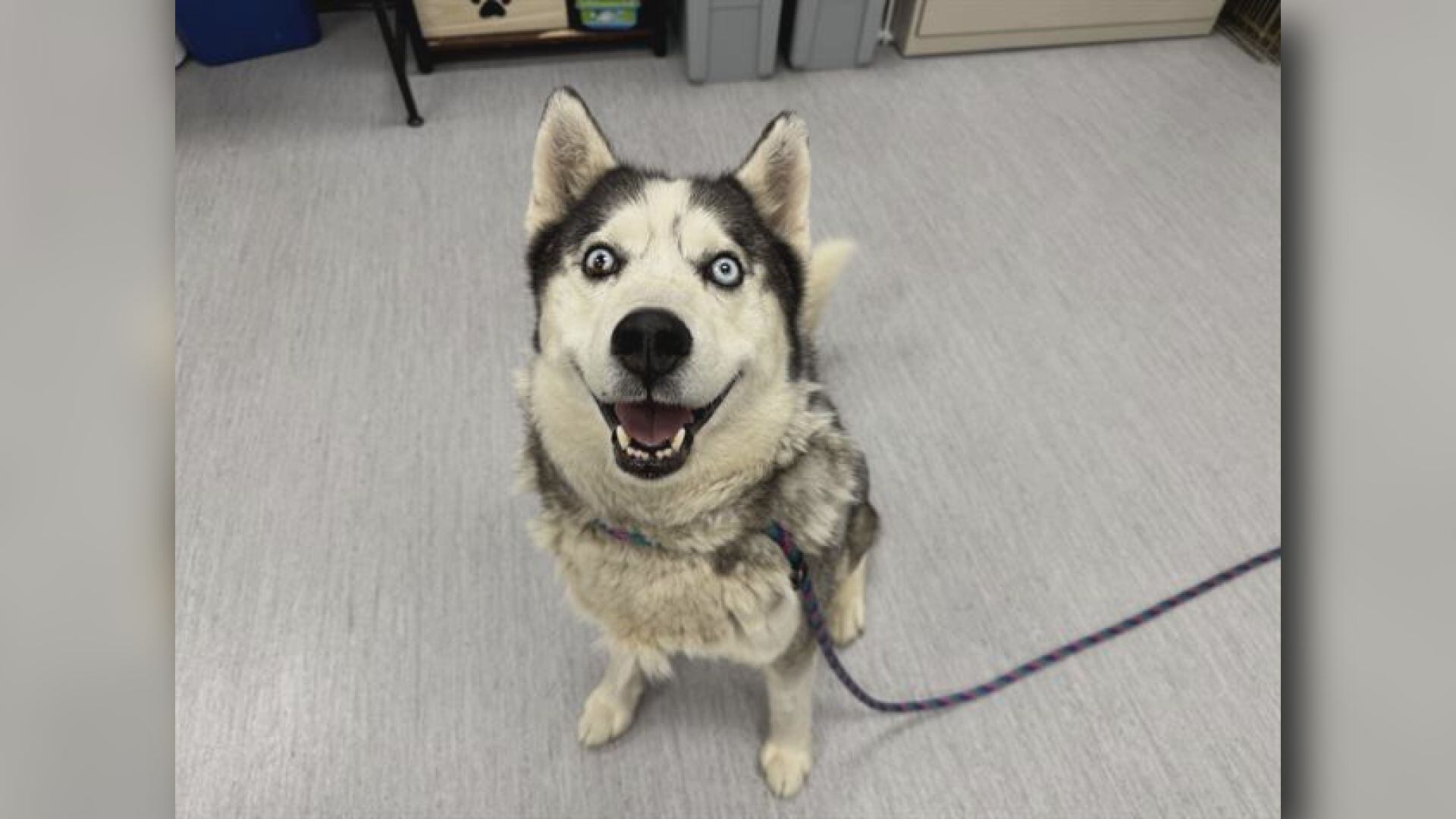 Pet of the Week: Meet Jayce, a lovable goofball looking for a fur-ever ...