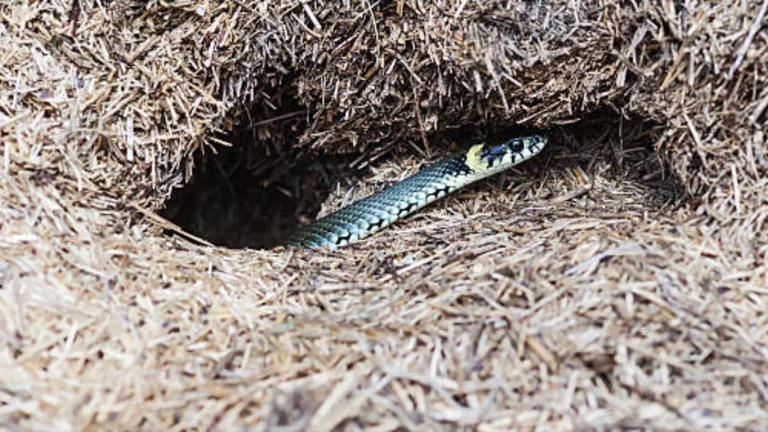 How to identify snake holes (burrows) in your backyard