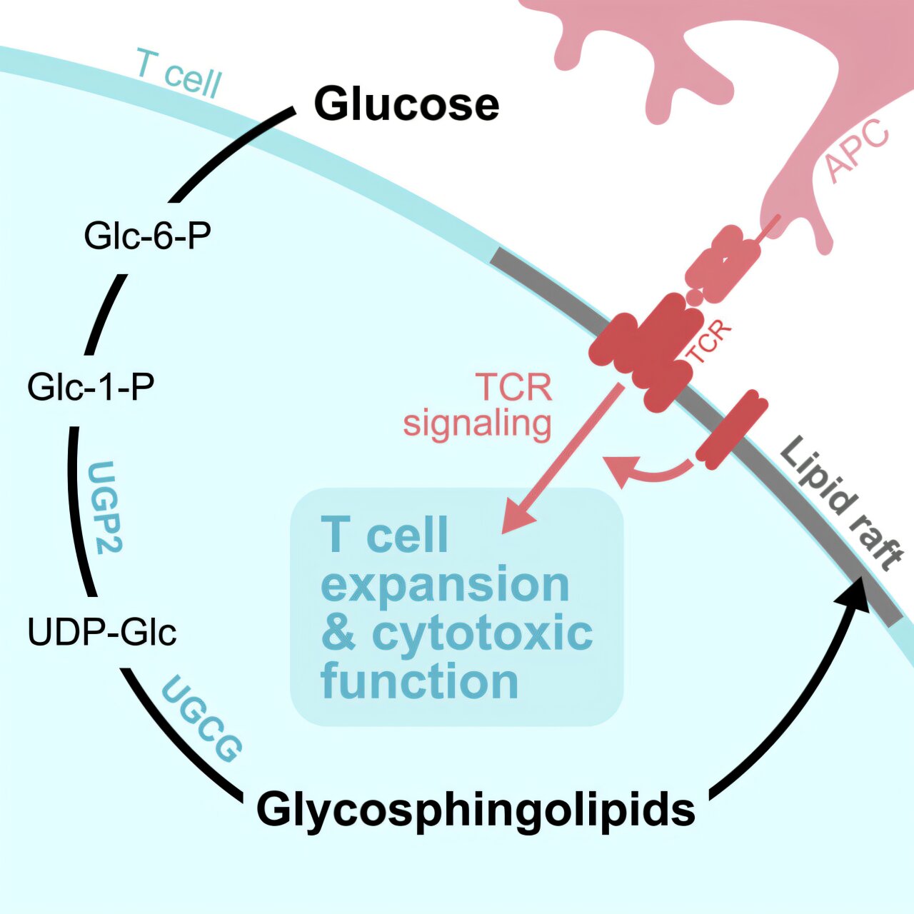 Glucose helps T cells build cancer-fighting structures, not just ...