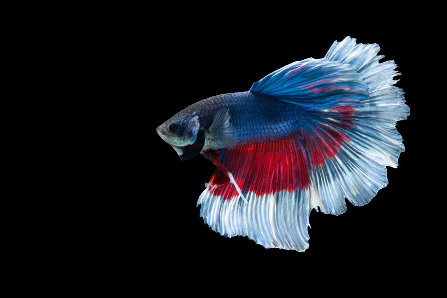 Stunning Beauty: 20 of the Most Unique Betta Fish Colors