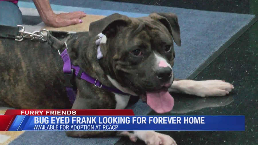 Furry Friends: Bug Eyed Frank has a big personality!