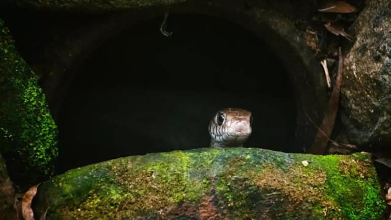 How to identify snake holes (burrows) in your backyard