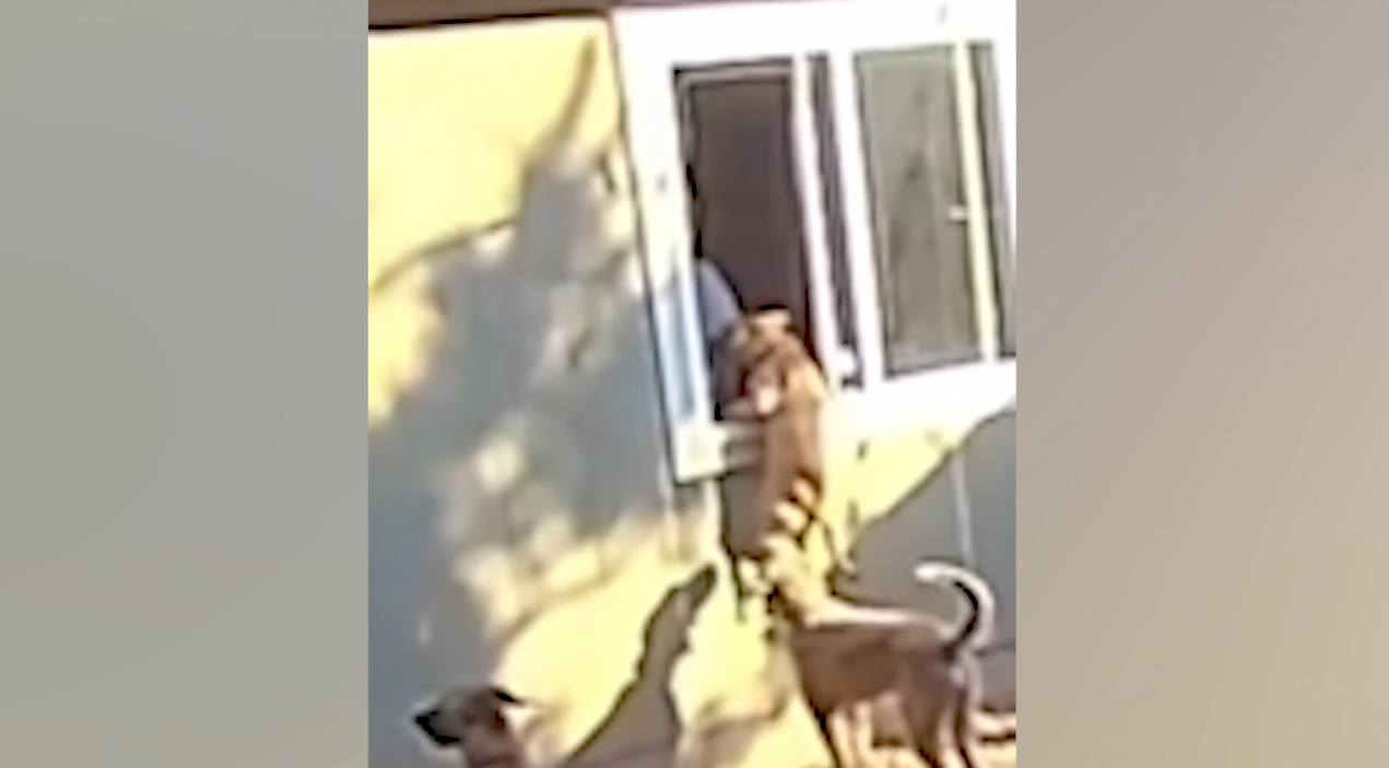 Dog Attempts To Climb Through Window