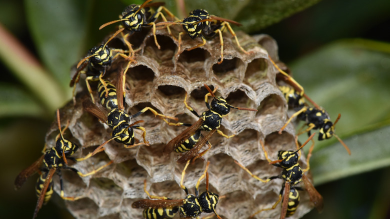How To Kill Wasps Living In Your Lawn