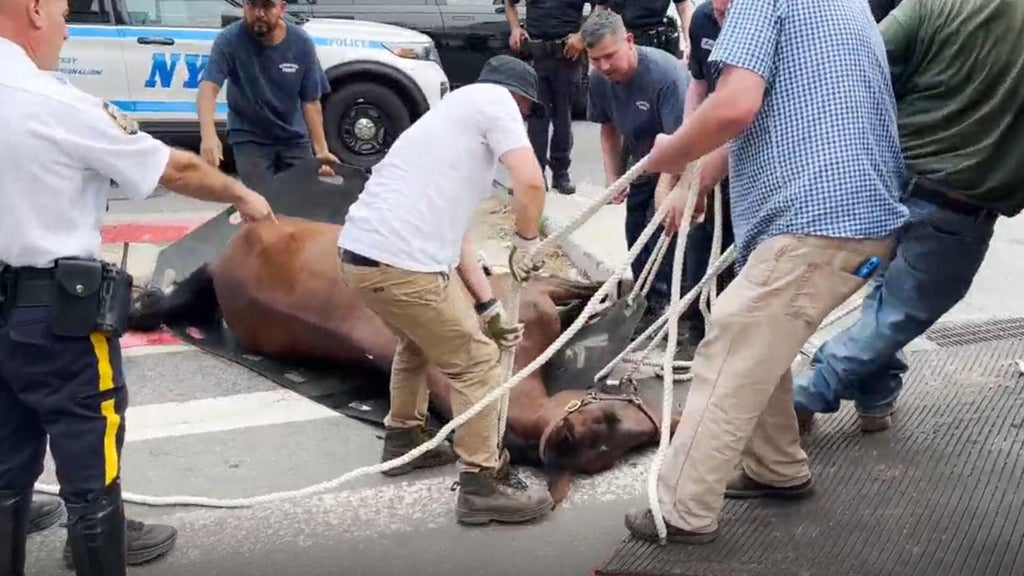 After horse collapses and dies in Hell's Kitchen, advocates rally for ...