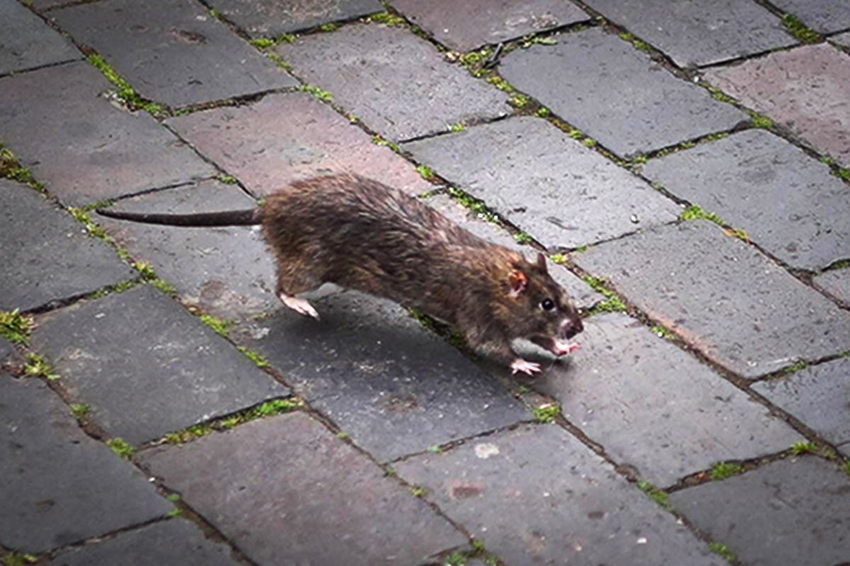 Mapped: Worst areas for rat infestations in the UK as over half a ...