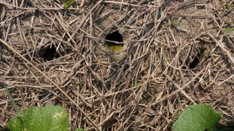 How to identify snake holes (burrows) in your backyard