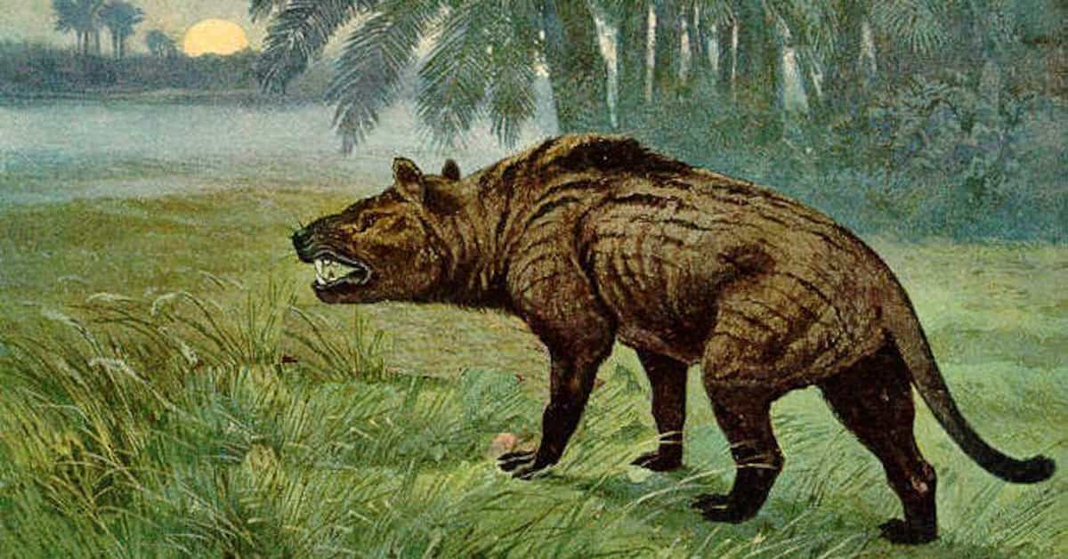 The Largest Carnivore Ever