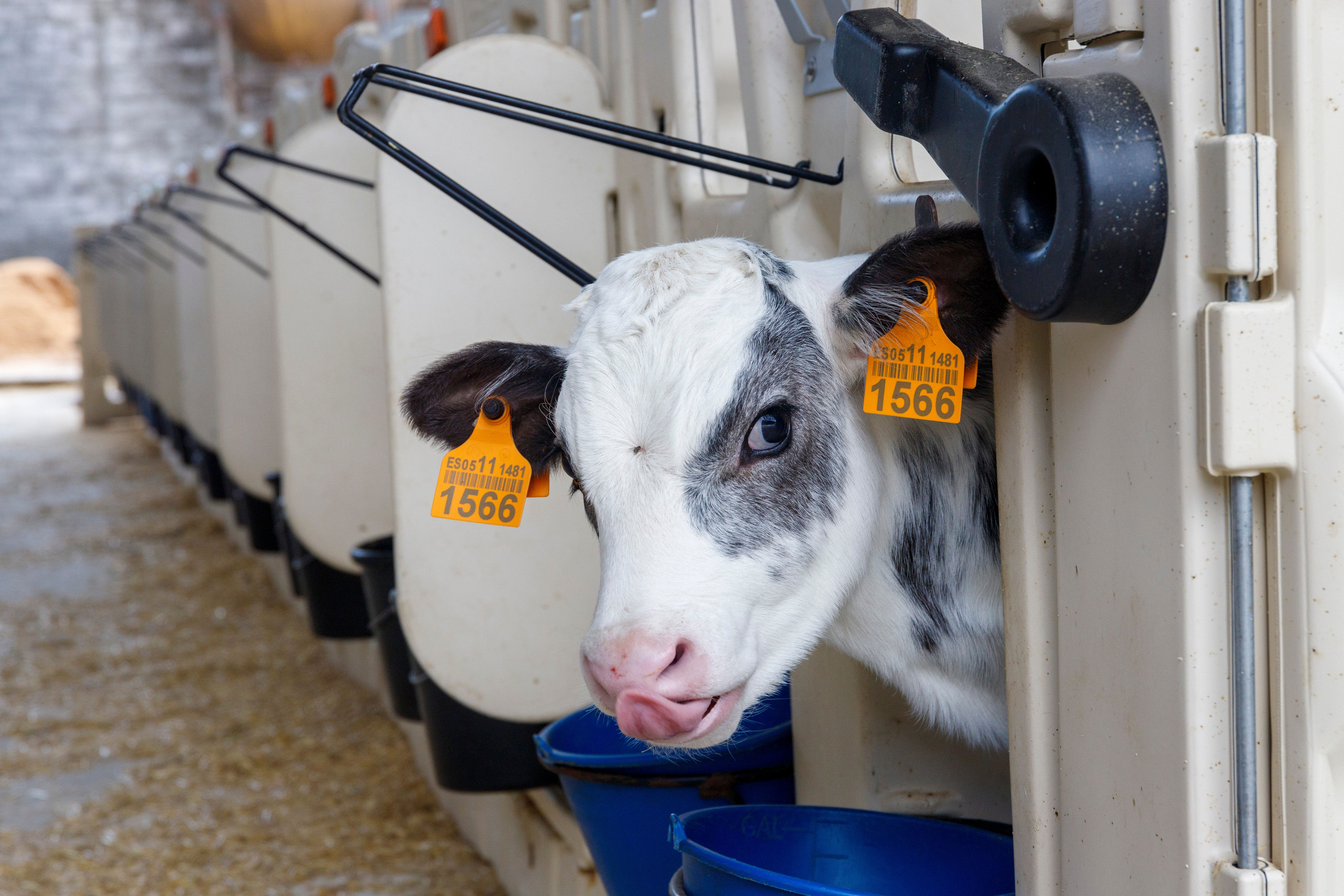 Raw Milk Sold For 'Non-Human Consumption' Linked To Florida Outbreak