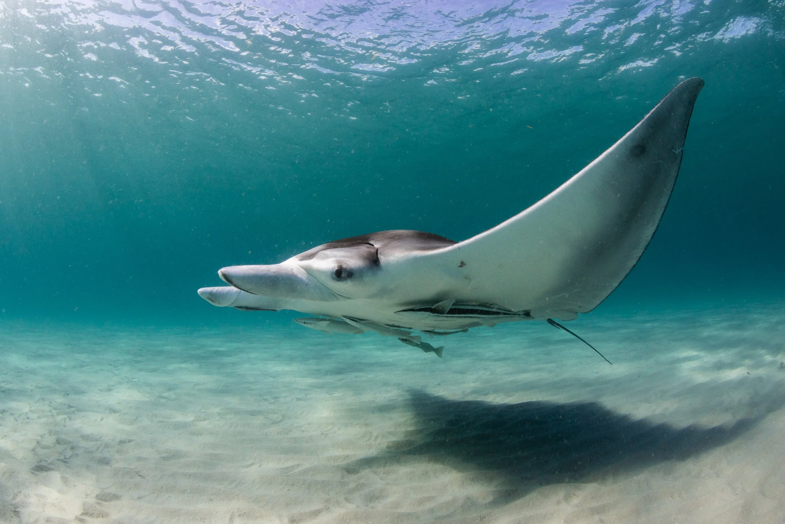 Scientists Identify a New Manta Ray Species, Just the Third Known in ...