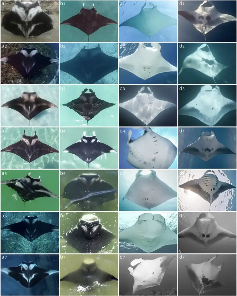 Scientists Identify a New Manta Ray Species, Just the Third Known in ...