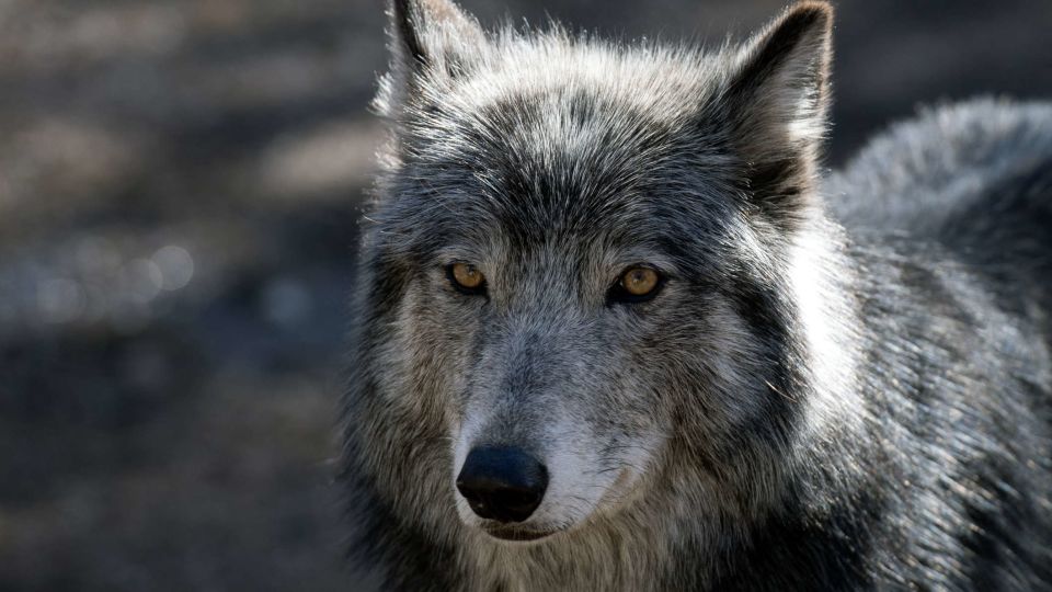 Turns out ‘Marriage Story’ fight scene can deter wolves