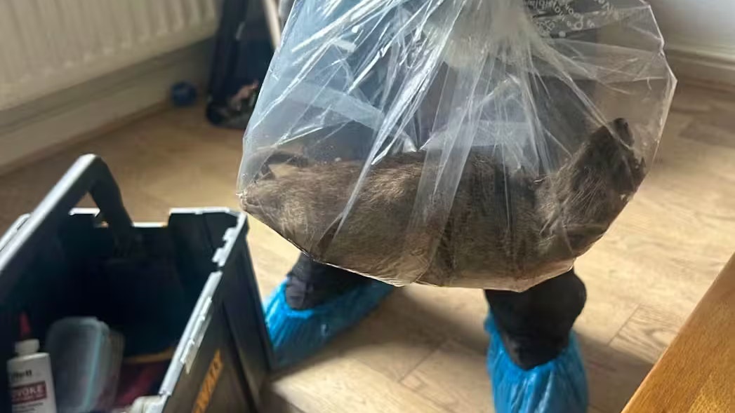 Monster-Ratte schockt alle: "Hat die Größe einer Katze"