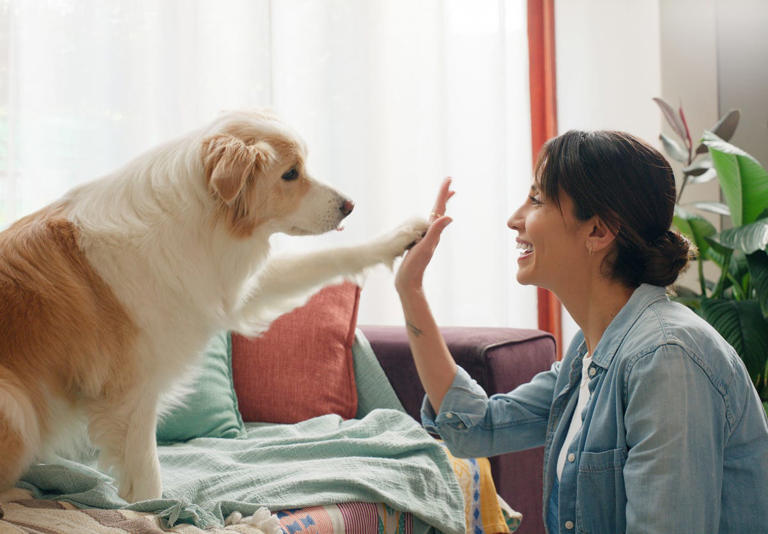 15 easy tricks to teach your dog (that are actually fun for both of you)